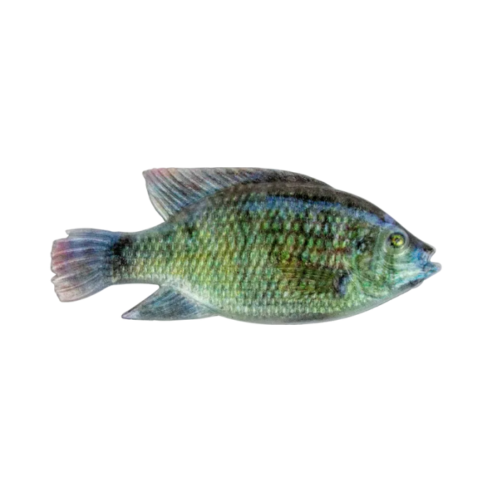 4" Natural Kurper - Cullem Pro Series Fishing